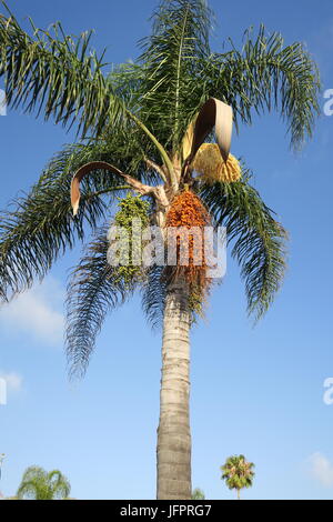 date palm with fruit and flower clusters Stock Photo - Alamy