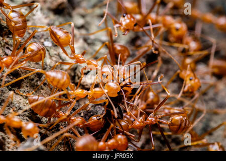 close-up of weaver ants colony Stock Photo - Alamy