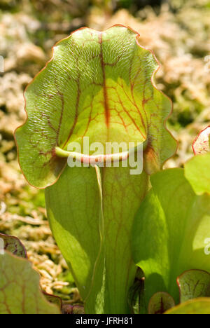 Pitcher plant (Sarracenia purpurea) carnivorous plant, Newfoundland ...