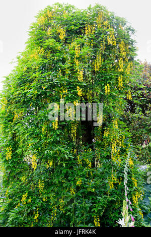 Dangling racemes of yellow flowers of the weeping form of the Scottish ...