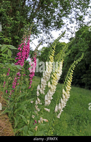 Wild foxgloves blooming Stock Photo - Alamy