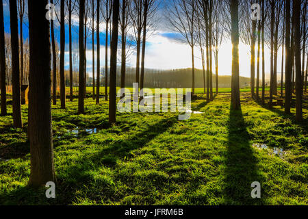 poplar trees in Spain Stock Photo - Alamy