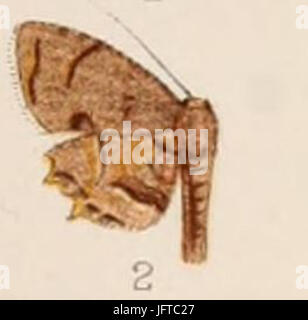 02-Epiplema subflavida3DDysaethria subflavida 28Swinhoe 190629 Stock ...