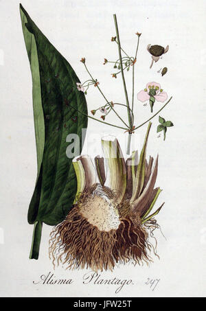 Alisma plantago — Flora Batava — Volume v4 Stock Photo - Alamy