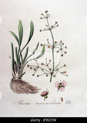 Alisma ranunculoides — Flora Batava — Volume v4 Stock Photo - Alamy