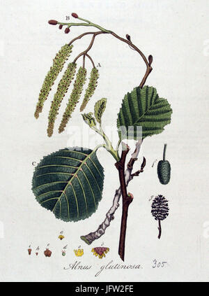 Alnus glutinosa drawing 2 Stock Photo - Alamy