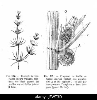 Chara fragilis - feuille à anthéridie Stock Photo - Alamy
