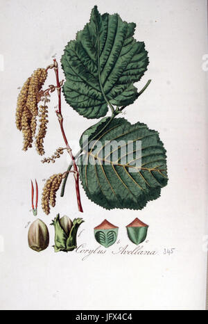 Hazel Trees (Corylus avellana) ancient coppice Hazel stools, with ...