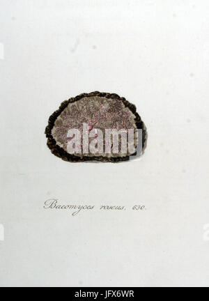 Baeomyces roseus — Flora Batava — Volume v8 Stock Photo - Alamy