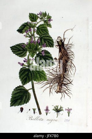 Ballota nigra — Flora Batava — Volume v3 Stock Photo - Alamy