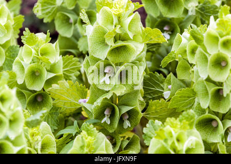 Bells of Ireland flowers Molucella Laevis Stock Photo - Alamy