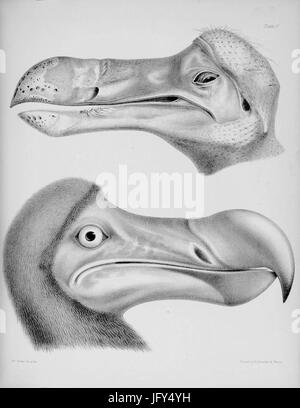 Dodo head (1848 Stock Photo - Alamy