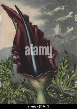 Dragon Arum by Henderson 1812 Stock Photo - Alamy