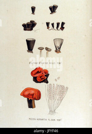 Cyathus striatus — Flora Batava — Volume v15 Stock Photo - Alamy