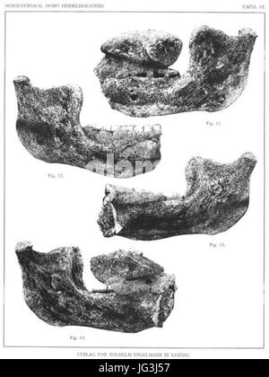 Homo heidelbergensis. This species of early human was first discovered ...