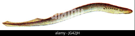 Nejonöga, Iduns kokbok Stock Photo - Alamy