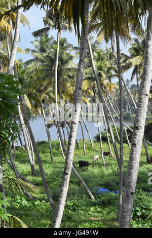 Coconut trees in Kerala Stock Photo: 41775460 - Alamy