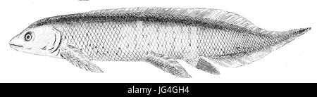 Fossilized fish, fossils of early prehistoric marine life forms Stock ...
