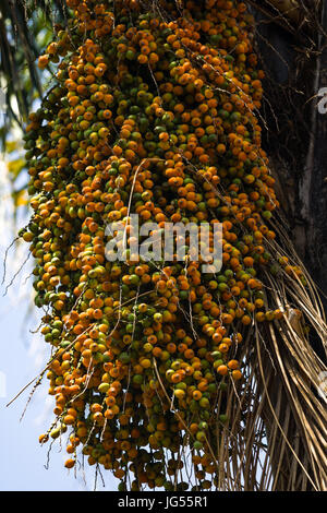 Palm tree seeds Stock Photo - Alamy