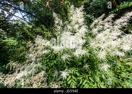 Bride's Feathers Aruncus dioicus Stock Photo - Alamy