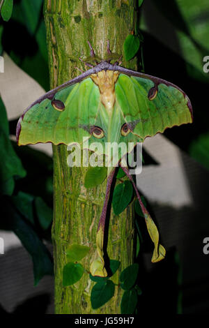 African Moon Moth (Argema mimosae) aka African Lunar Moth. This species ...