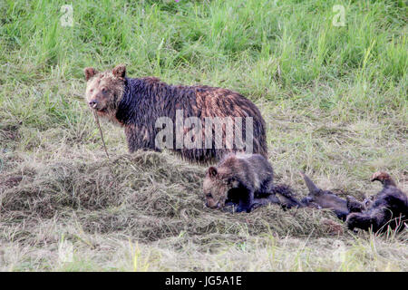 Grizzly bears on a carcass Stock Photo - Alamy