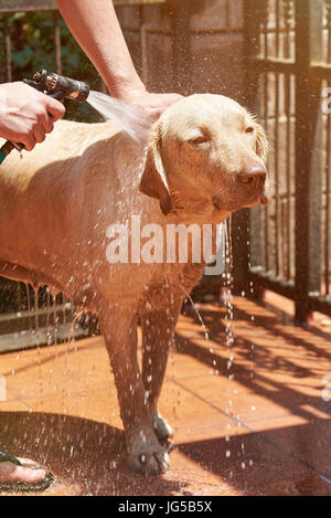 Spray clean water on labrador dog to wash his fur on green backyard ...