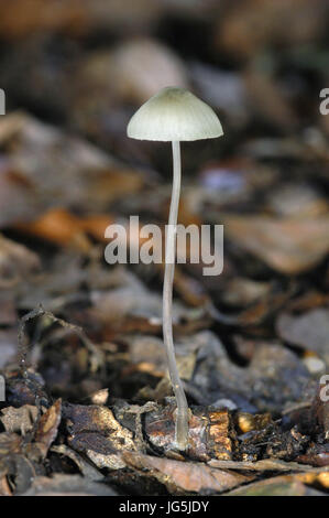 Angels bonnet, Mycena arcangeliana Stock Photo - Alamy