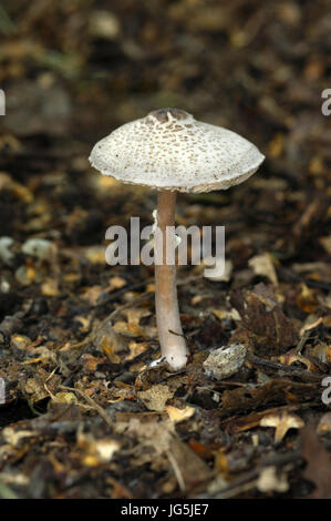 cat dapperling (Lepiota felina) Fungi Stock Photo - Alamy