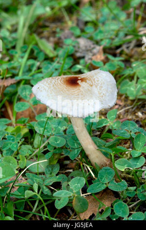 Stinking Dapperling (Lepiota cristata Stock Photo - Alamy