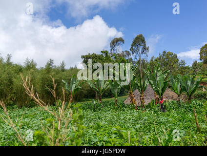 Gamo Gofa Ethiopia Africa man weaving in Gamo Tribe traditional methods ...