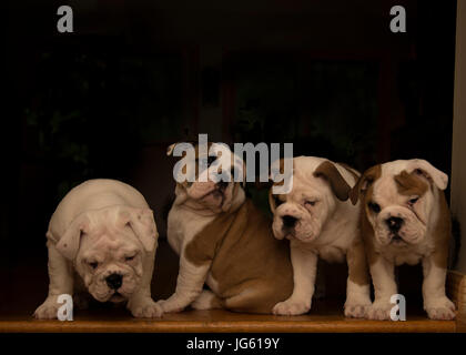 Cute English Bulldog Puppies posing. They are only few months old Stock ...