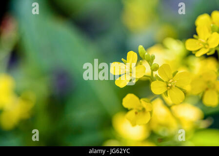 Close up of yellow Sinapis arvensis flowers growing in natural field ...
