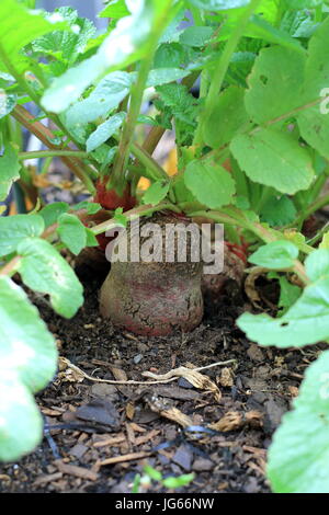 Overgrown old Raphanus raphanistrum or known as Radish growing in the ...
