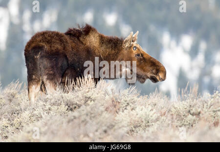 Antlerless bull moose in sagebrush with new antler buds on pedicles ...