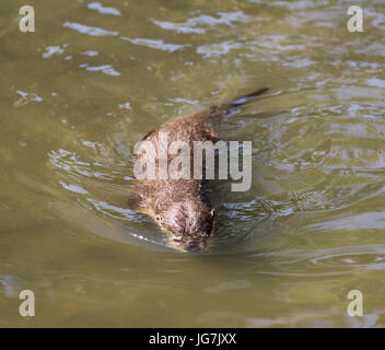 Asian small-clawed otte Stock Photo - Alamy