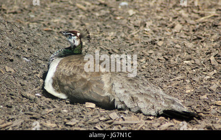 Male Peacock at a Petting zoo Stock Photo - Alamy