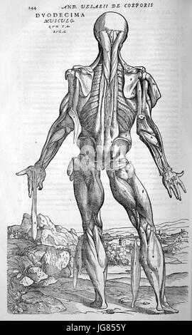 Andreas Vesalius' anatomical illustration 'Muscles Front' is a detailed ...