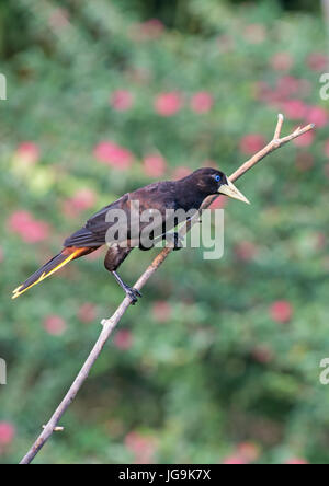 Crested oropendola (Psarocolius decumanus insularis) nesting colony in ...