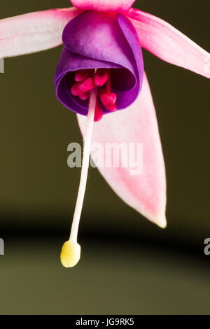 Single Fuchsia Blossom Stock Photo - Alamy