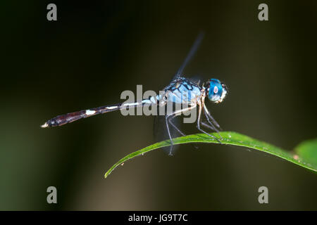 Spotted Anatya, “Anatya guttata”, Male-La Selva, Costa Rica Stock Photo ...