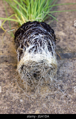 Chive plant with pot-bound root ball Stock Photo - Alamy