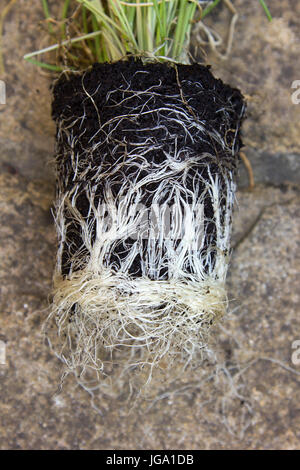 Chive plant with pot-bound root ball Stock Photo - Alamy