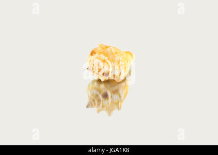 Beautiful sea shell,Polygonus Latirus, isolated on a mirror background ...