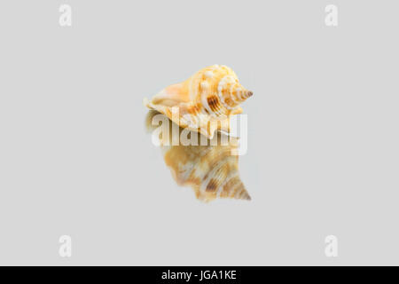 Beautiful sea shell,Polygonus Latirus, isolated on a mirror background ...