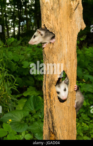 Virginia opossum (Didelphis virginiana) climbing a tree at night Stock ...