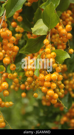 MALUS 'INDIAN SUMMER' Stock Photo - Alamy