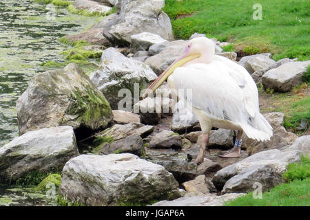 Fota Island Zoo Cork Stock Photo - Alamy