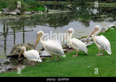 Fota Island Zoo Cork Stock Photo - Alamy