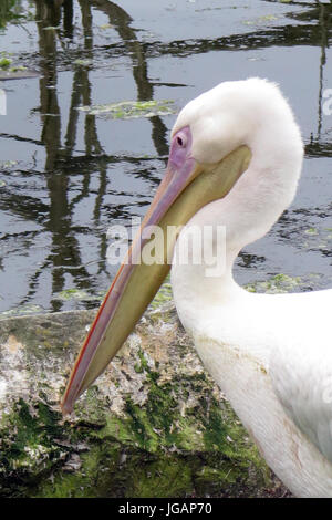 Fota Island Zoo Cork Stock Photo - Alamy